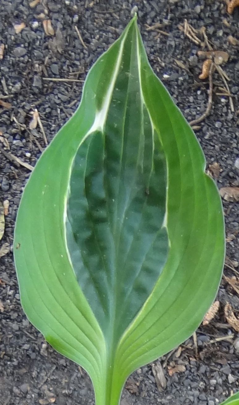 Striptease Family Leaf Portraits
